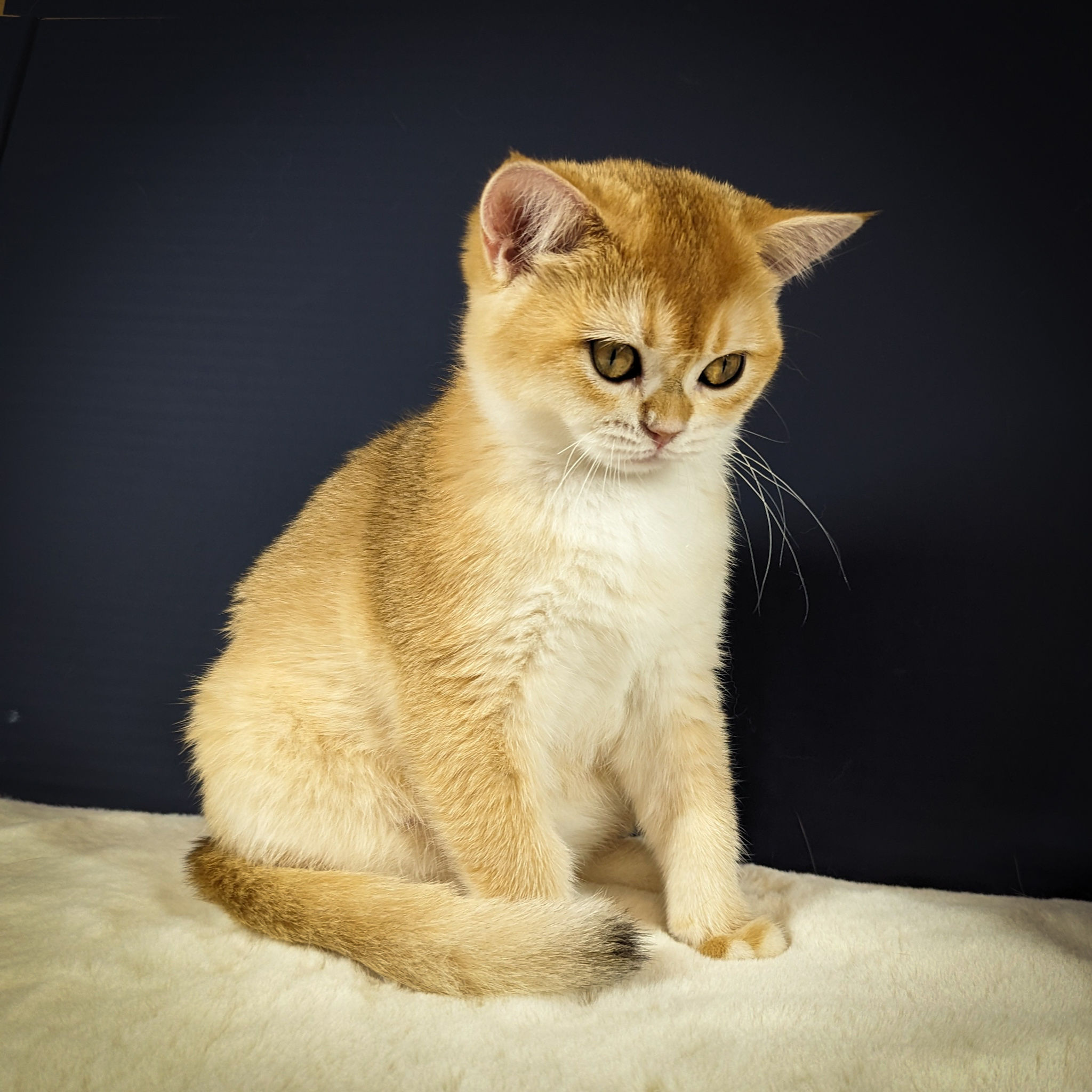 British Shorthair kittens for sale near Minnesota | Browse Available ...